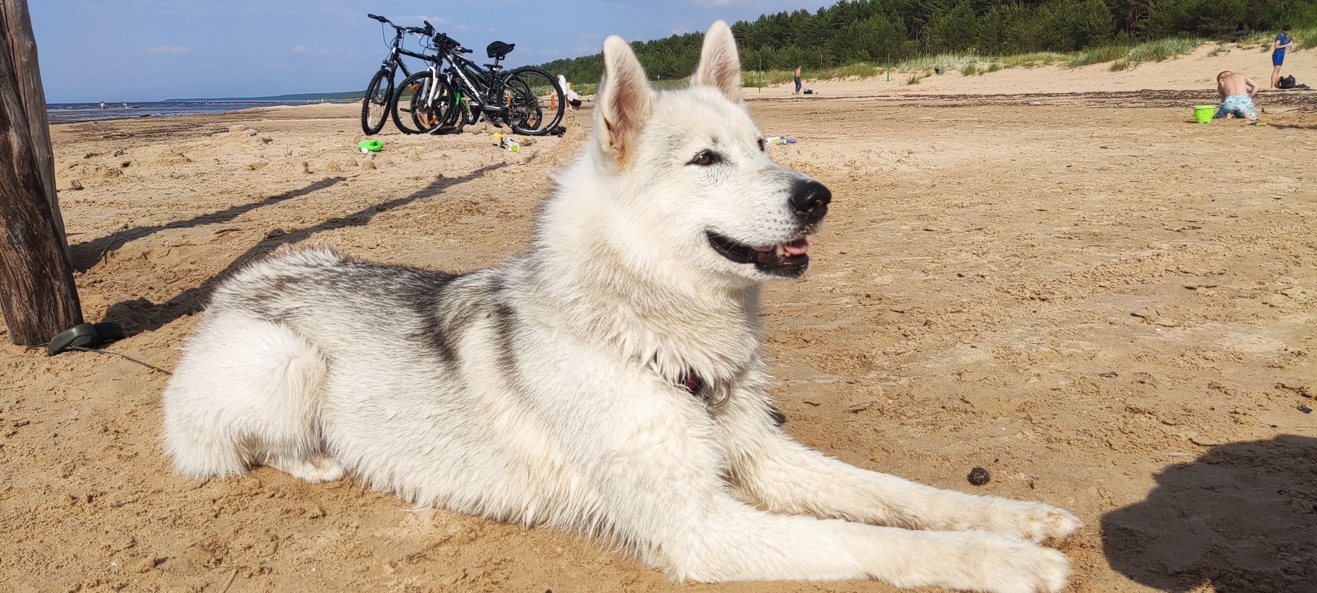 Dog-friendly walking places and beaches in and around Riga. - Garden Apartments
